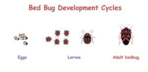 What is the Lifecycle of a Bed Bug? - Bed Bugs Insider