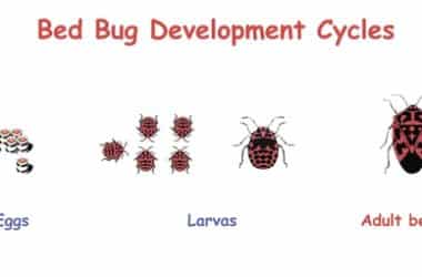 Bed Bug Facts and Info Archives — Bed Bugs Insider