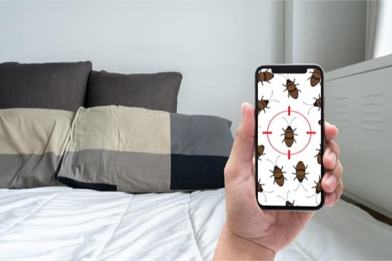 Why Do Bed Bugs Bite in a Straight Line? — Bed Bugs Insider