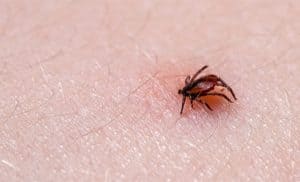 Do Bed Bugs and Ticks Look Similar? - Bed Bugs Insider