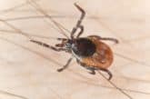 Do Bed Bugs and Ticks Look Similar? - Bed Bugs Insider
