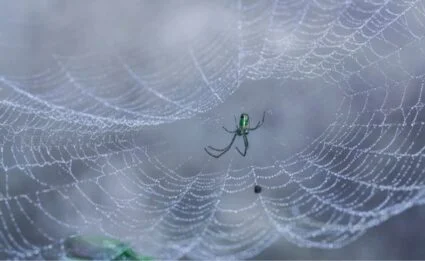 Spider vs. Bed Bug Bites (7 Easy Ways to Tell Them Apart!)