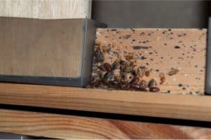 Why Do Bed Bugs Shed Their Skin? - Bed Bugs Insider