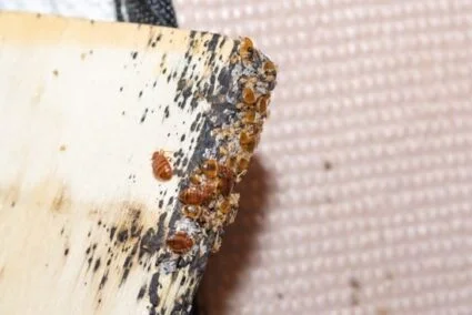 What Baby Bed Bugs Look Like (Size, Color, Shells + Bite Marks)
