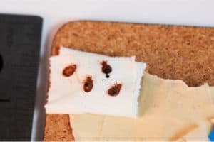 Why Do Bed Bugs Shed Their Skin? - Bed Bugs Insider