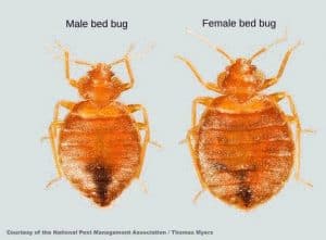 How Do Bed Bugs Reproduce? - Bed Bugs Insider